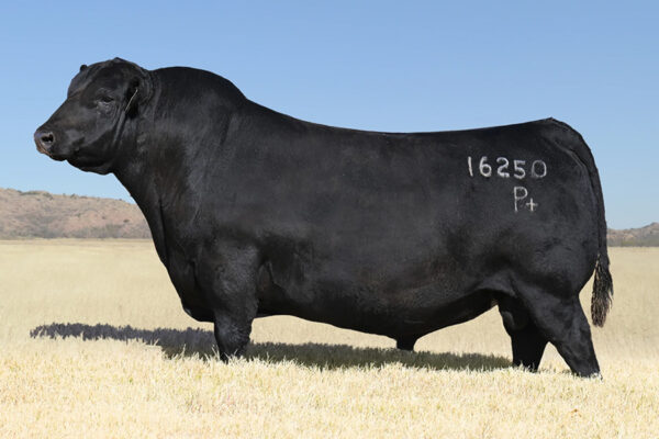 BOYD BELLRINGER 2010 – Premium Beef Genetics