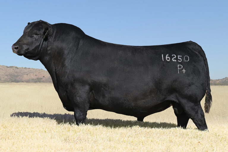 Black Angus – Page 3 – Premium Beef Genetics