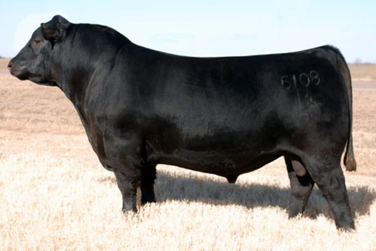 Black Angus – Page 2 – Premium Beef Genetics