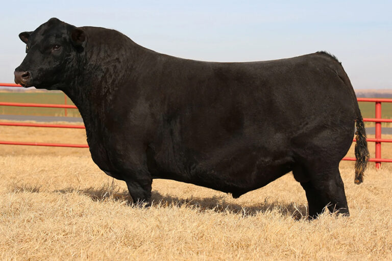 Black Angus – Premium Beef Genetics