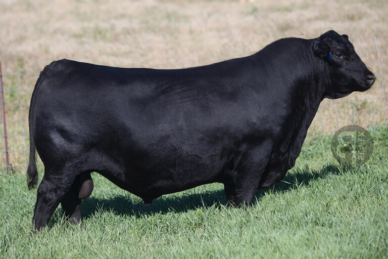 BC ROBUST 0807 – Premium Beef Genetics
