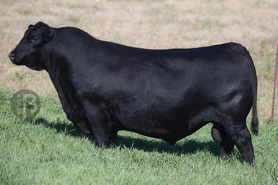 SAV RENOVATION 6822 – Premium Beef Genetics