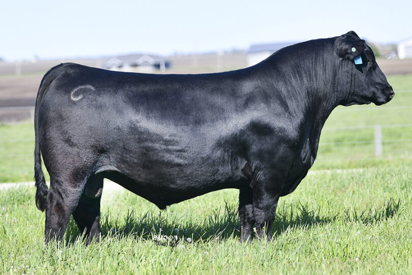 CIDR GUN – Premium Beef Genetics