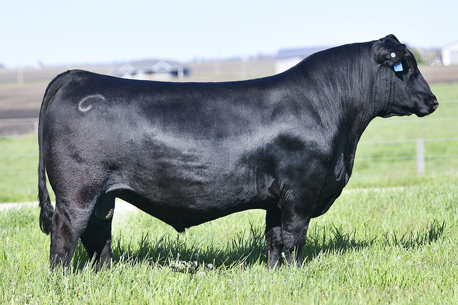 CIDR – Premium Beef Genetics