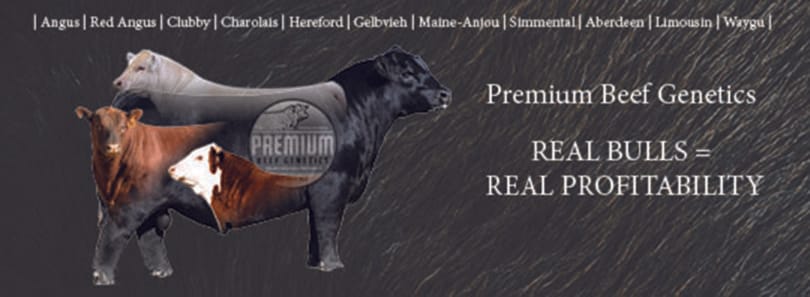 Premium Beef Genetics