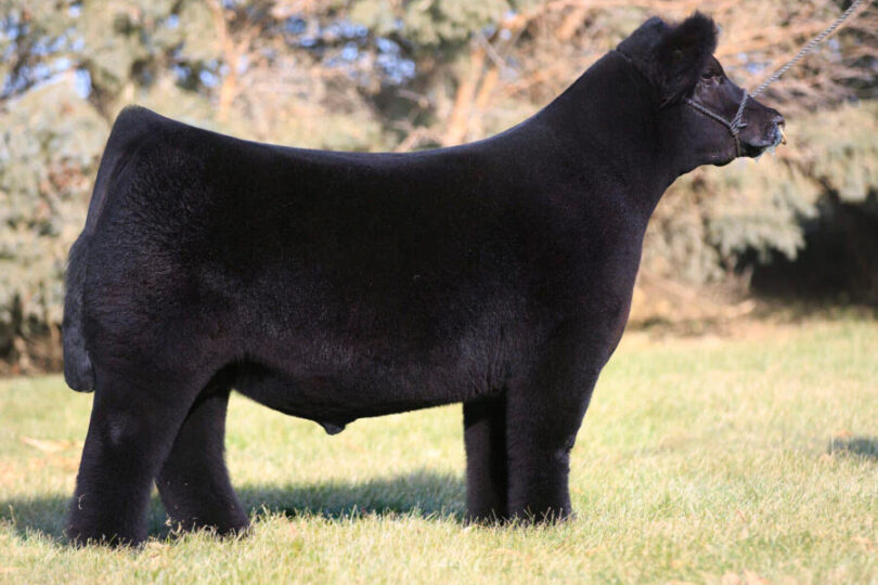 Club Calf – Premium Beef Genetics
