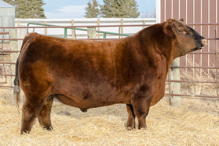 DUFF RED BLOOD 18114 – Premium Beef Genetics