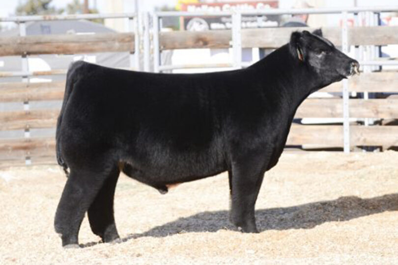 Club Calf – Premium Beef Genetics