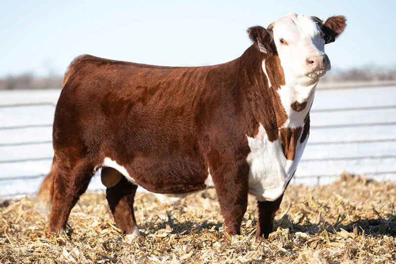 Hereford – Premium Beef Genetics