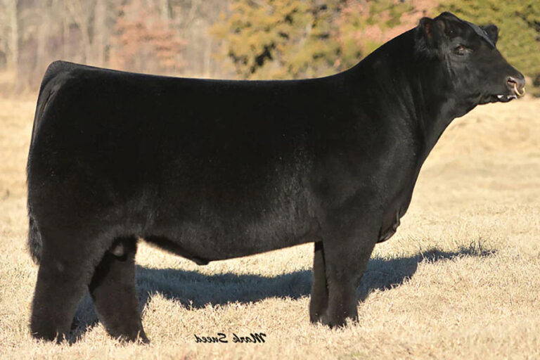 Sires/Certs – Premium Beef Genetics