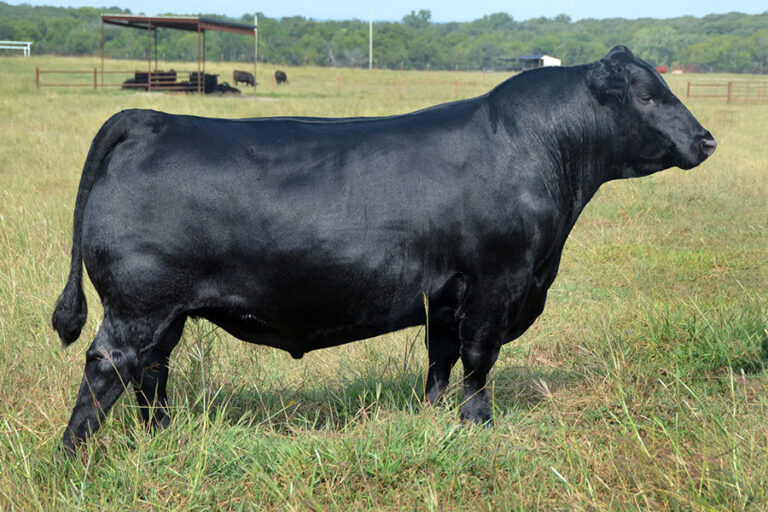 Black Angus – Premium Beef Genetics