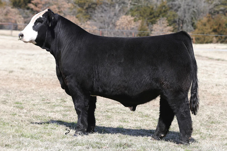 Simmental – Premium Beef Genetics