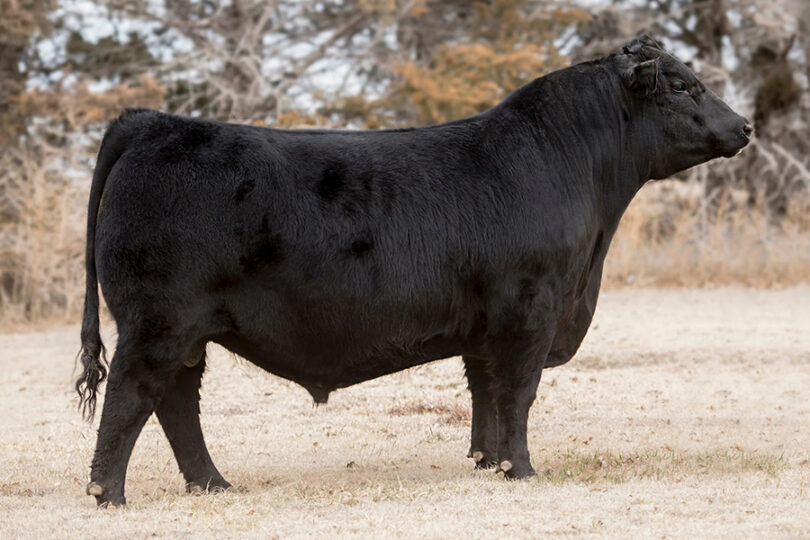 Black Angus – Premium Beef Genetics