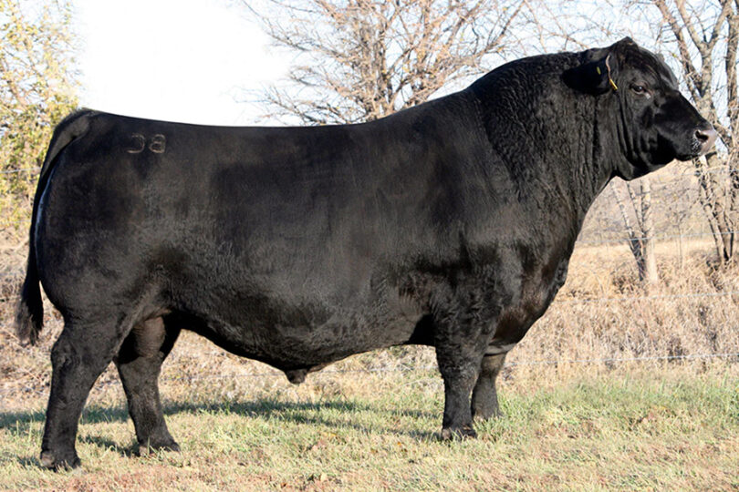 Black Angus – Premium Beef Genetics