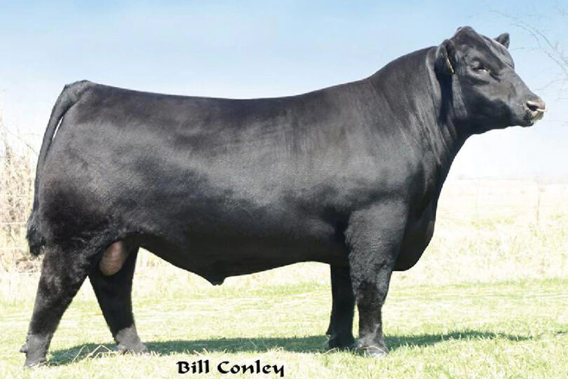 Black Angus – Premium Beef Genetics