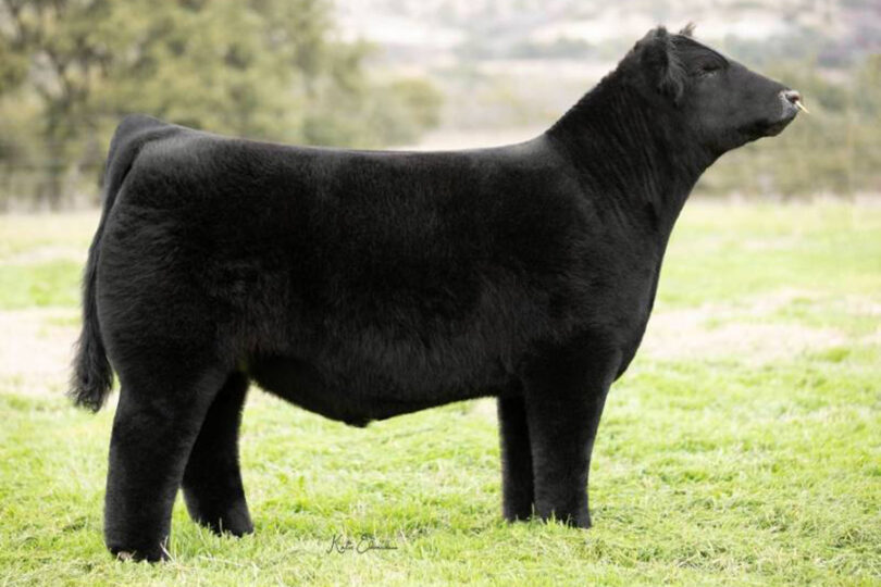 Club Calf – Premium Beef Genetics