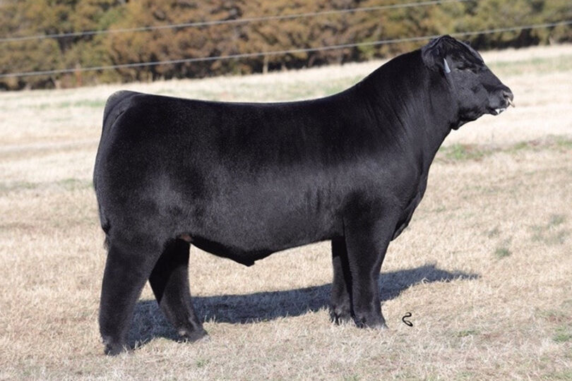 BKMT GAME ON 227G ET – Premium Beef Genetics