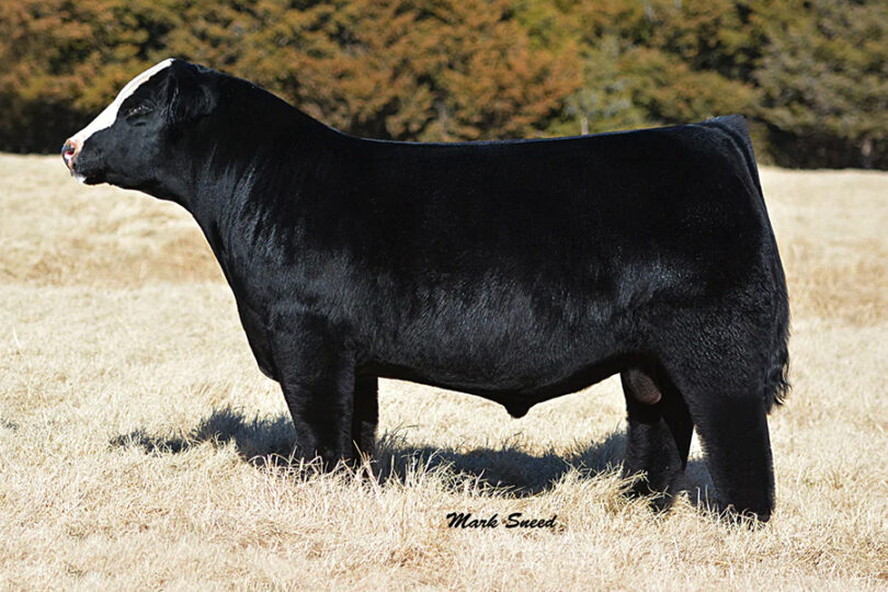 CIDR GUN – Premium Beef Genetics