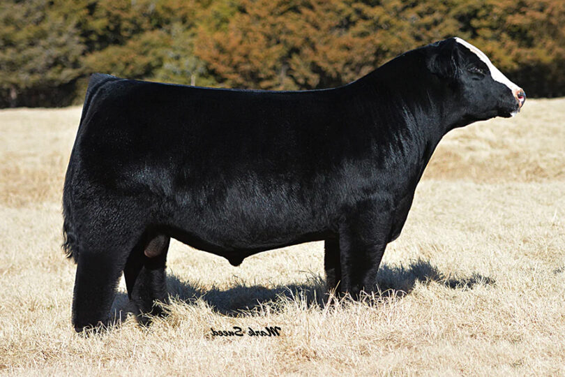 Simmental – Premium Beef Genetics