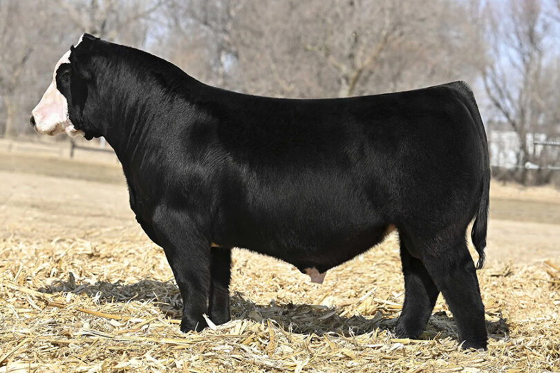 Simmental – Page 2 – Premium Beef Genetics