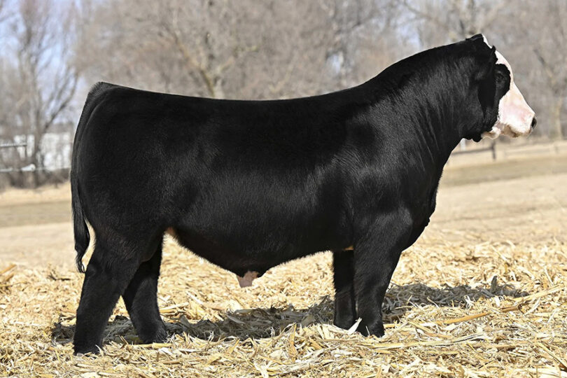 CIDR GUN – Premium Beef Genetics