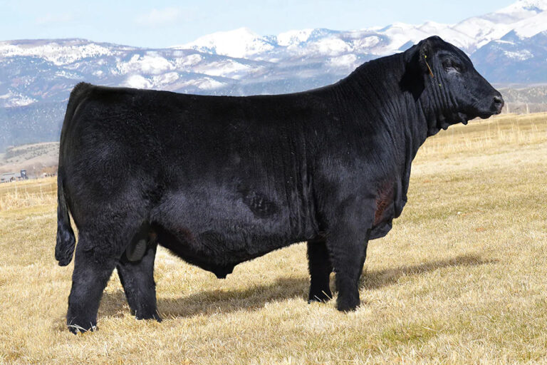 Premium Beef Genetics