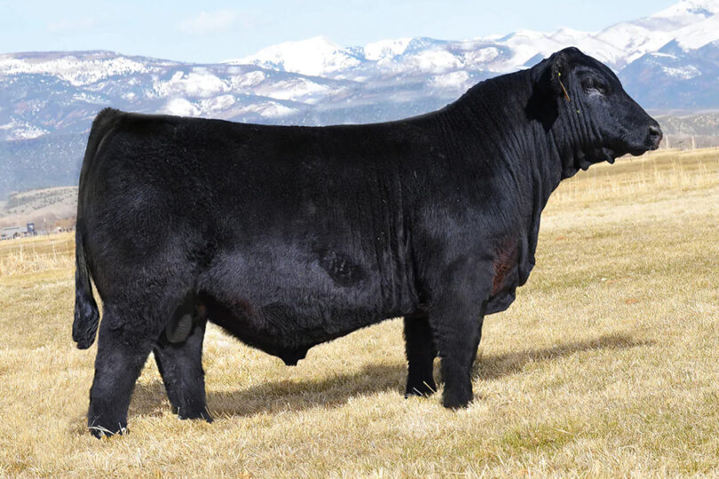 YARDLEY BANK VAULT H332 – Premium Beef Genetics