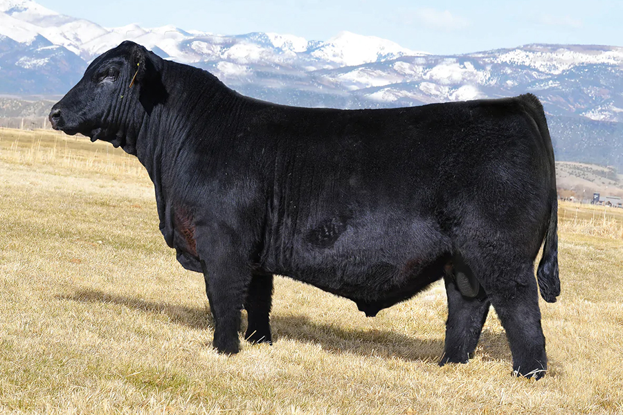 Premium Beef Genetics