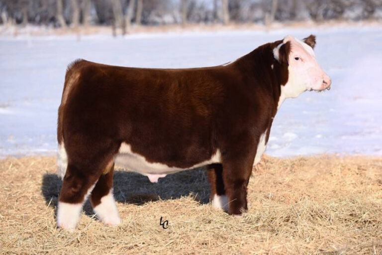 Club Calf – Premium Beef Genetics