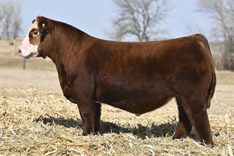 Simmental – Page 2 – Premium Beef Genetics