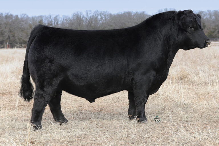 Simmental – Premium Beef Genetics