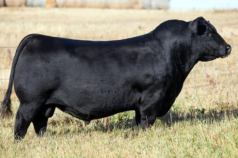 HF HI-COUNTRY 7L – Premium Beef Genetics