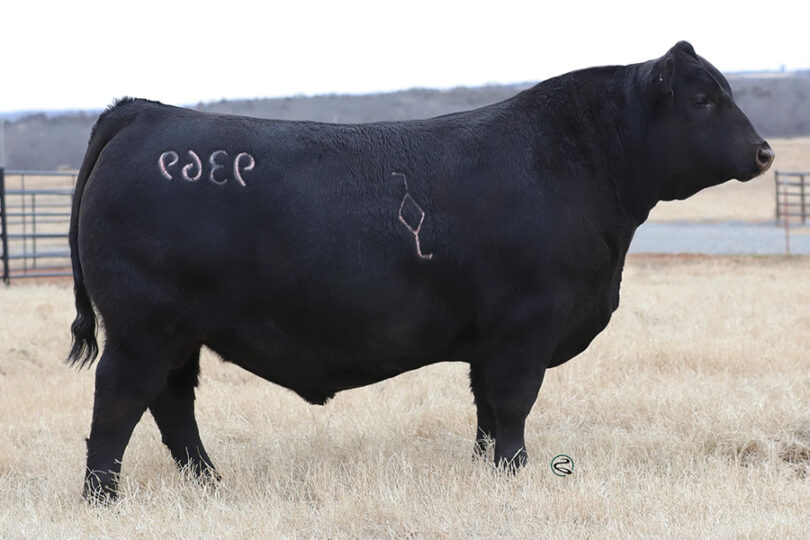 MUSGRAVE 316 COLOSSAL 137 – Premium Beef Genetics