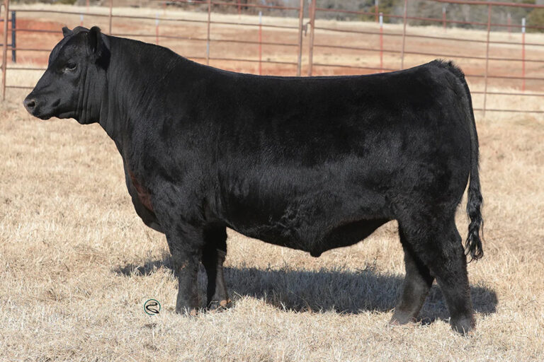 Black Angus – Premium Beef Genetics