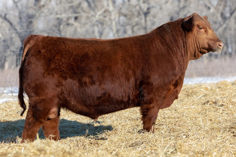 DUFF RED BLOOD 18114 – Premium Beef Genetics