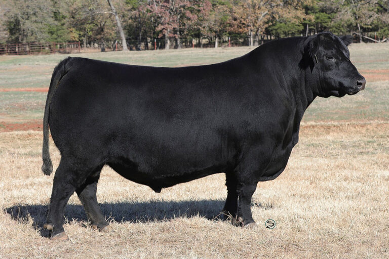 SAV MAGNUM 1335 – Premium Beef Genetics