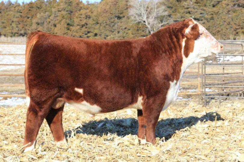 Hereford – Premium Beef Genetics