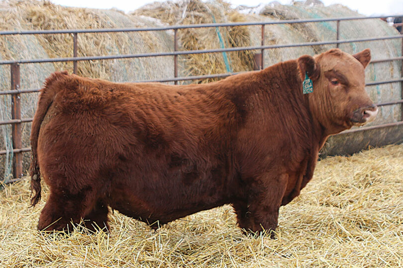 RREDS COPPER G929 – Premium Beef Genetics
