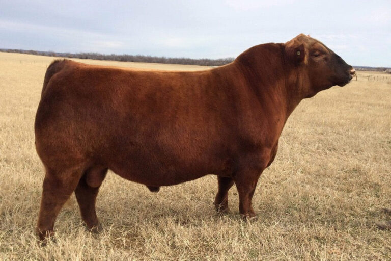 DUFF RED BLOOD 18114 – Premium Beef Genetics