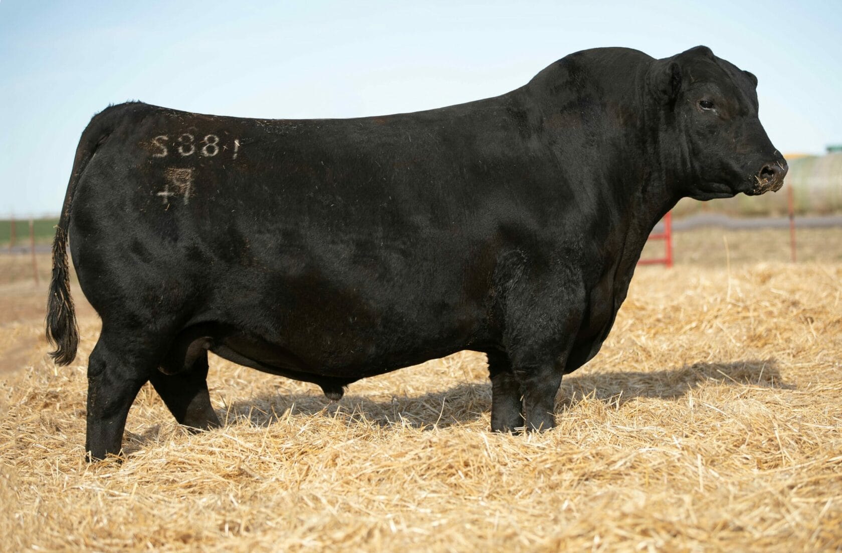 DUFF CARRIED AWAY 1882 – Premium Beef Genetics
