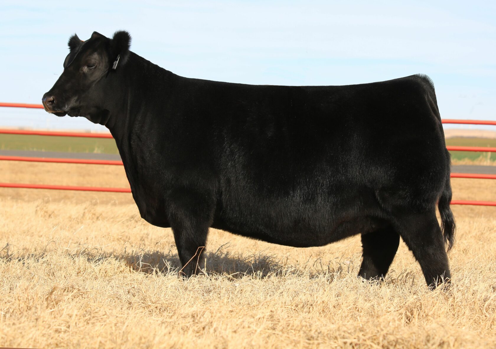 DUFF CARRIED AWAY 1882 – Premium Beef Genetics