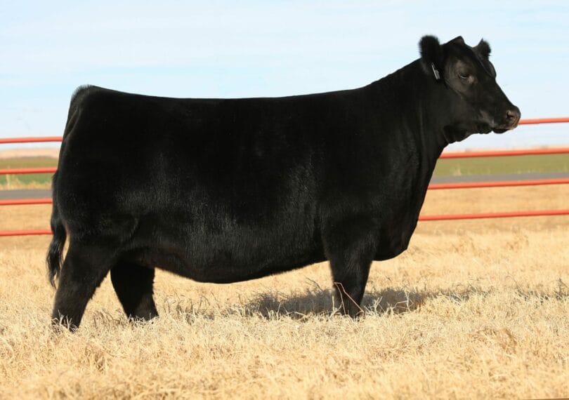 DUFF CARRIED AWAY 1882 – Premium Beef Genetics