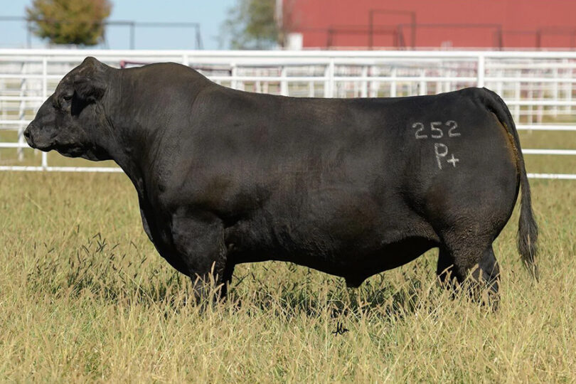Black Angus – Page 2 – Premium Beef Genetics