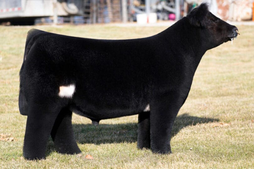 Club Calf – Premium Beef Genetics
