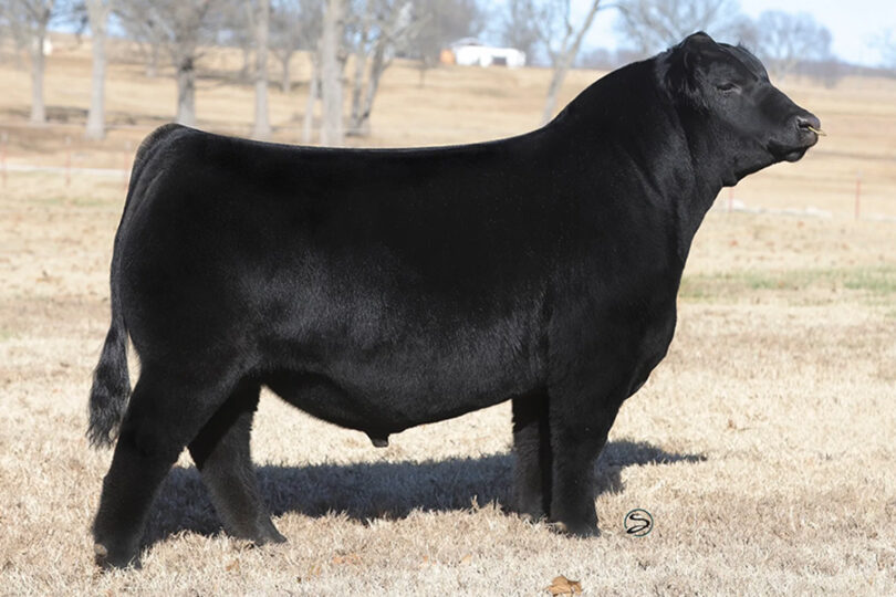 UDE NEW HEIGHTS 62/87 – Premium Beef Genetics