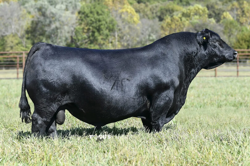Black Angus – Premium Beef Genetics