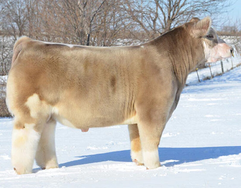 COLOR CODED – Premium Beef Genetics