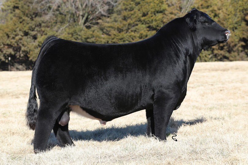 Simmental – Premium Beef Genetics
