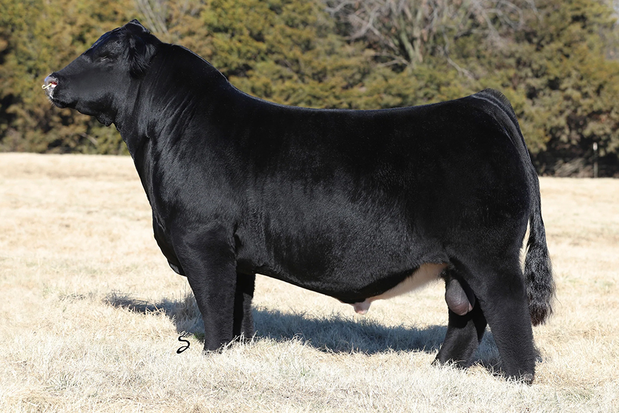 GEFF COUNTY O – Premium Beef Genetics