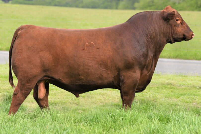 Sires/Certs – Premium Beef Genetics